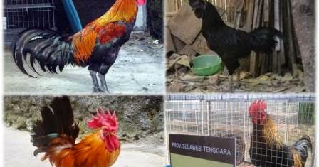 Ragam Jenis Ayam Kampung Bagian 2