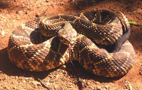 Reino Animal: Cobra Cascavel