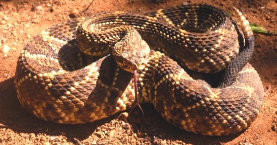 Reino Animal: Cobra Cascavel