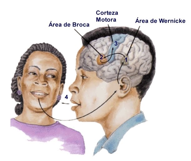 TRASTORNOS DEL LENGUAJE ORAL Y ESCRITO: Área del habla