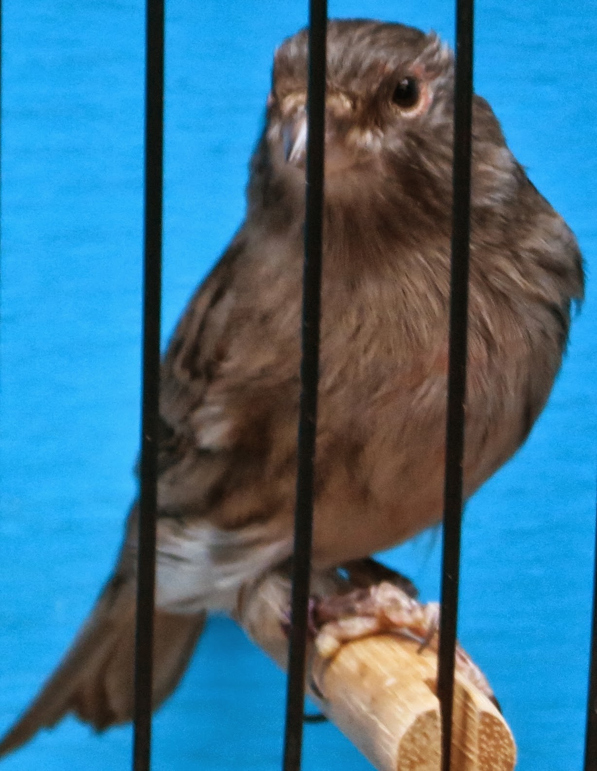 Canary Tales: Colorbred Winners San Diego Show