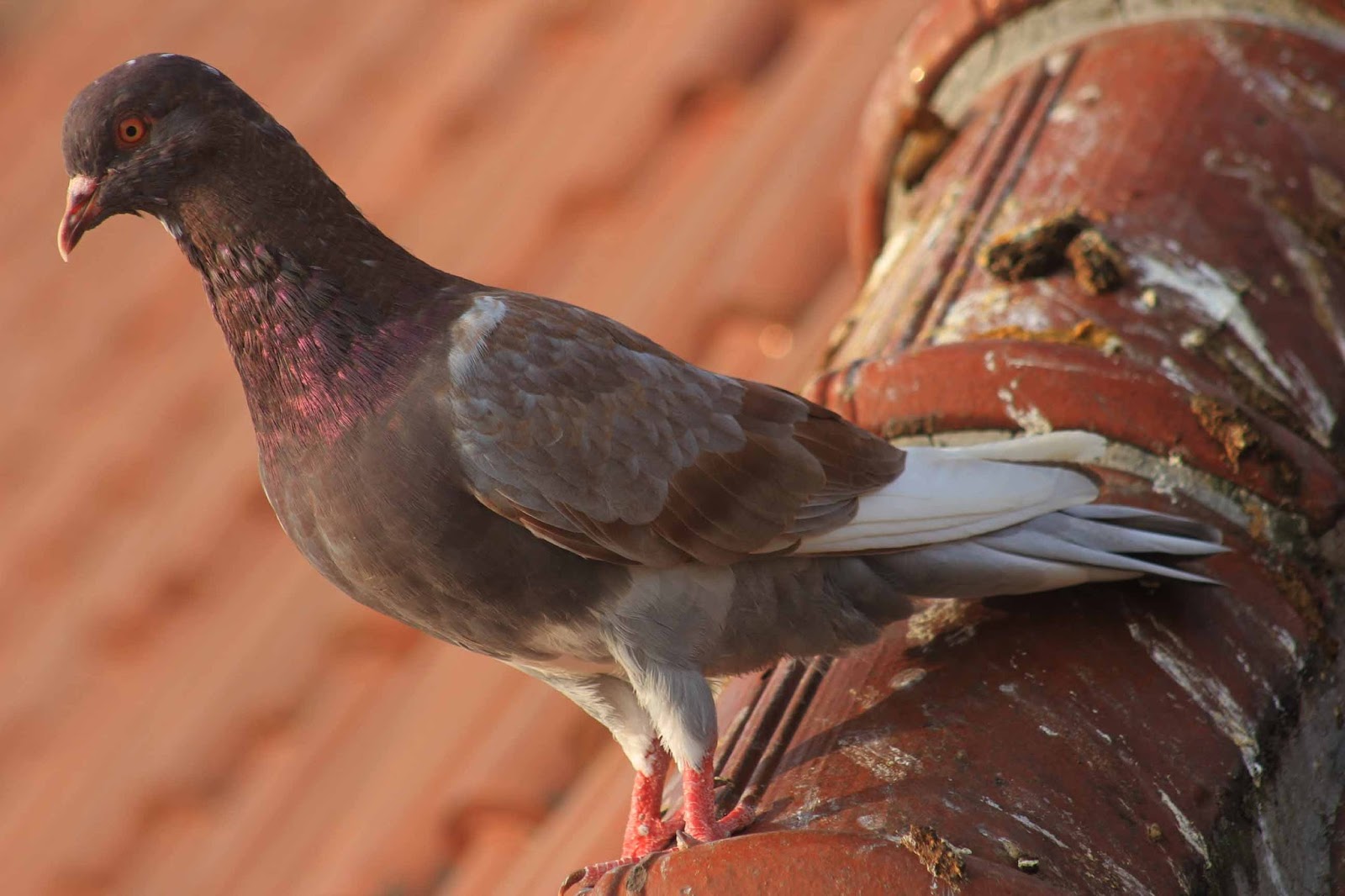 camperenik project: KARAKTER MERPATI BALAP DARI SEGI WARNA BULU