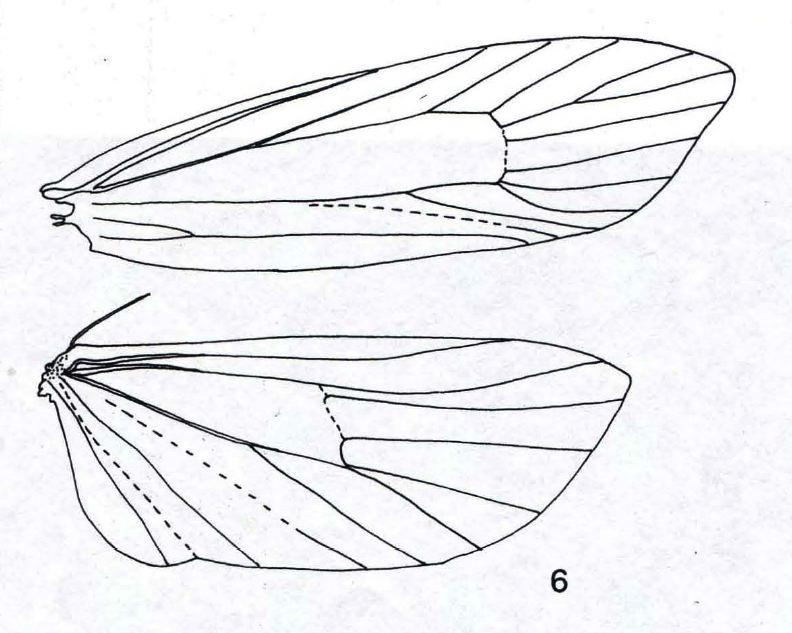 Xyloryctine Moths of Australia