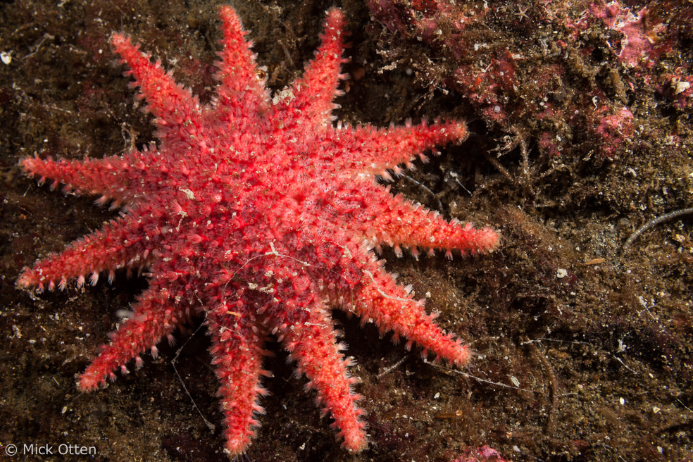 Mick's marine biology: Sea stars of Vancouver Island - part 1