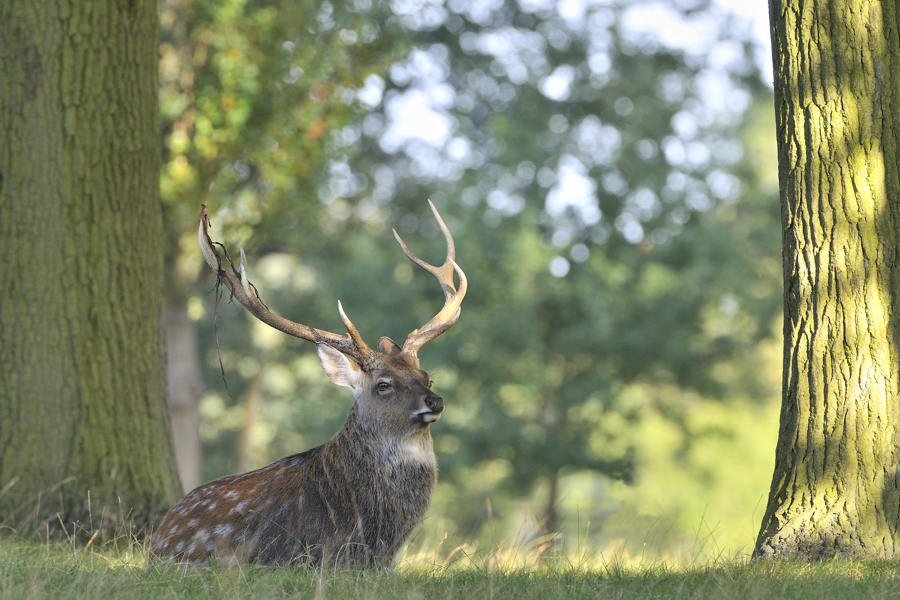 Back In Birdland: Oh 'Deer' I'm getting 'Sika' of these early starts!