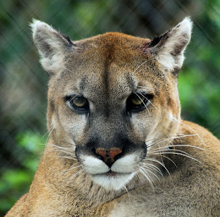 Save Endangered Species: Florida Panther