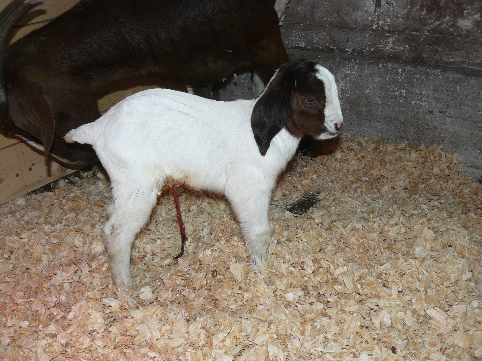 Ferme Felicity: Élevage de Chèvres Boer