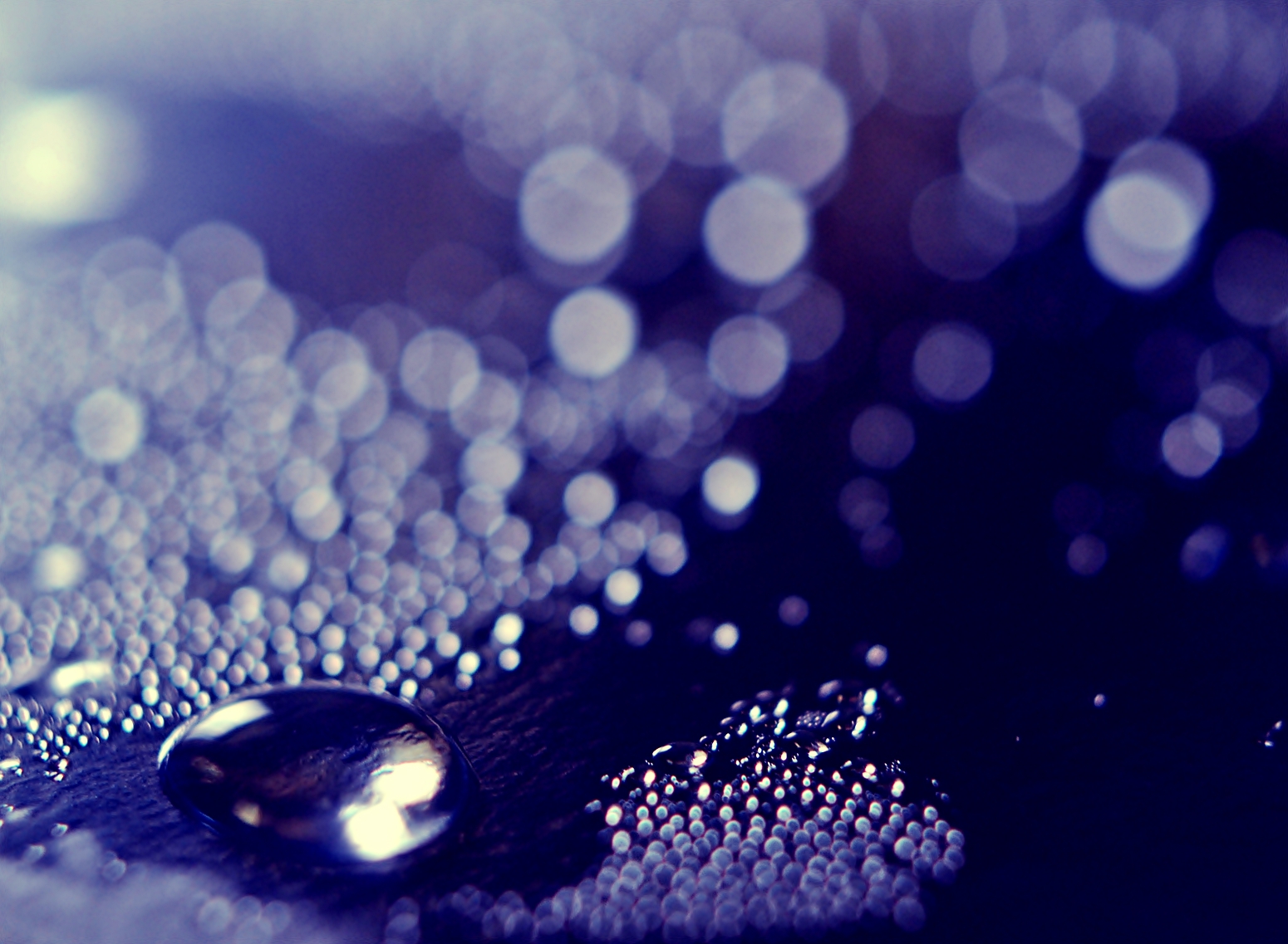 en gotas de rocío: Cita: Gotas de rocío - Tagore -