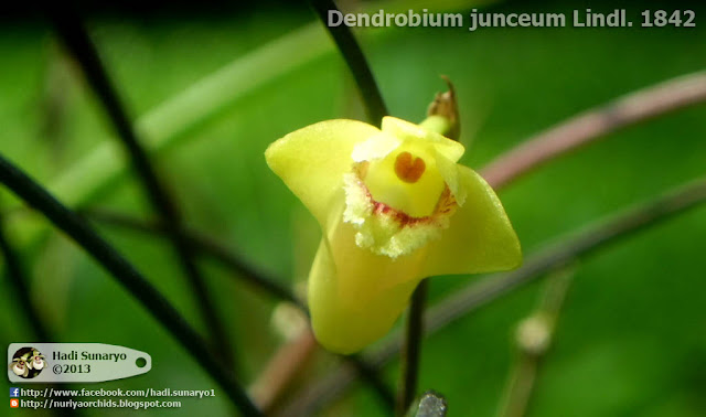 Hadi Orchids (Nuriya Orchids): Dendrobium junceum Lindl. 1842 SECTION ...