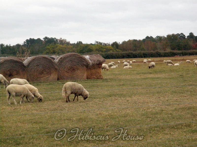 Hibiscus House: Our Visit to the Ovis Hill Farm Festival