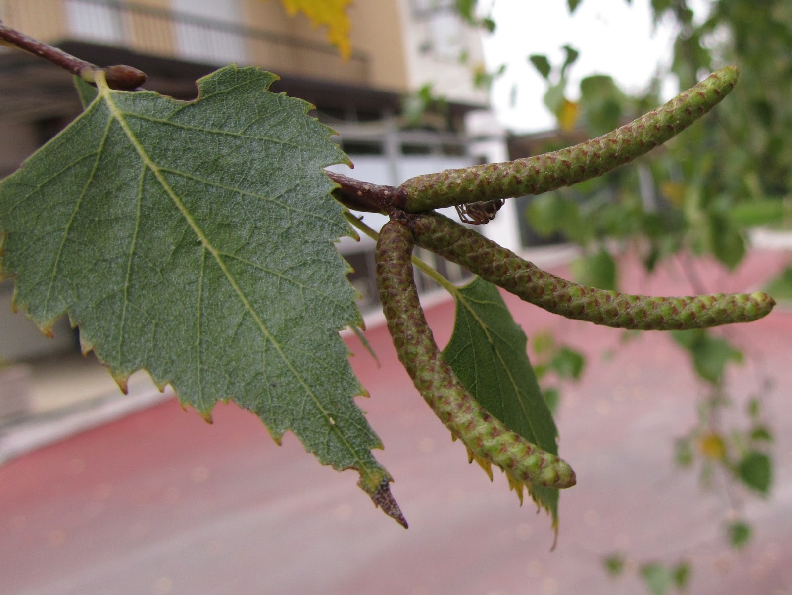 La Betulla Bianca (Betula pendula): Distribuzione e Caratteristiche ...