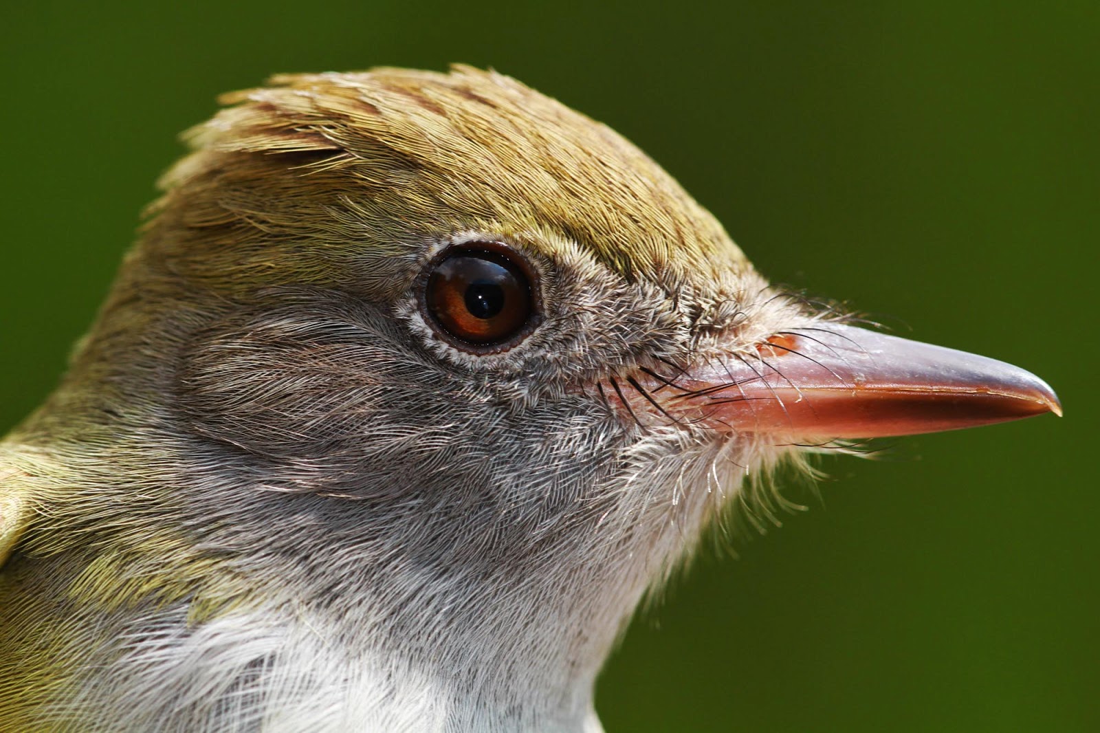 All of Nature: Spring Birds At Springbrook-Pileated to Indigo Bunting