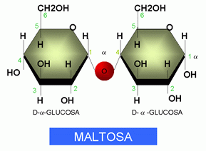 BIOLOGY MOLECULAR/CELLULAR: "hidratos de carbono y ácidos nucleicos"
