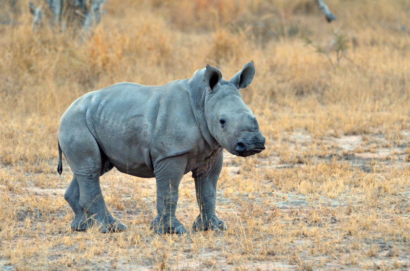 Far and Wild Safaris Blog: Sabi Sabi Private Game Reserve - Jeremy ...