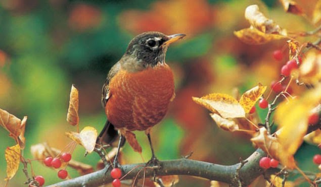 American Robin habitat ~ Birds Earth - World birds online