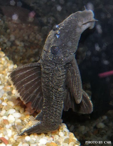 金魚&水族快訊Goldfish & Aquarium Messages: 長吻珍珠達摩(Spectracanthicus murinus)