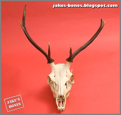 My five pointer red deer skull : Jake's Bones