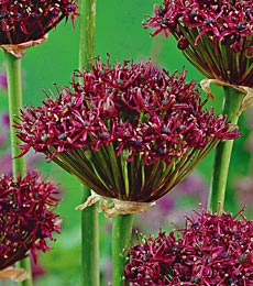 Allium | World Of Flowers