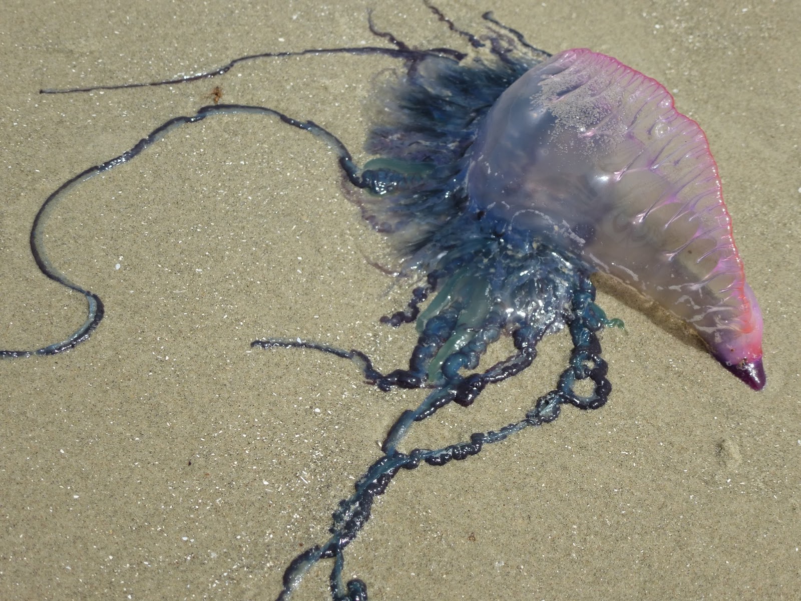 Espacio dedicado a la naturaleza: Carabela portuguesa (Physalia physalis)