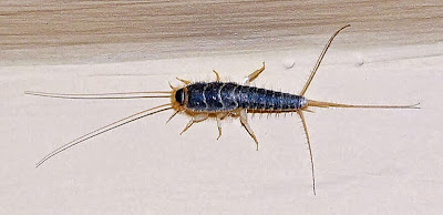 El Cuaderno de Campo: Insectos: Pececillo de plata