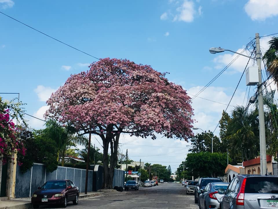 Maculis Rosa en Mérida, sensación en redes sociales