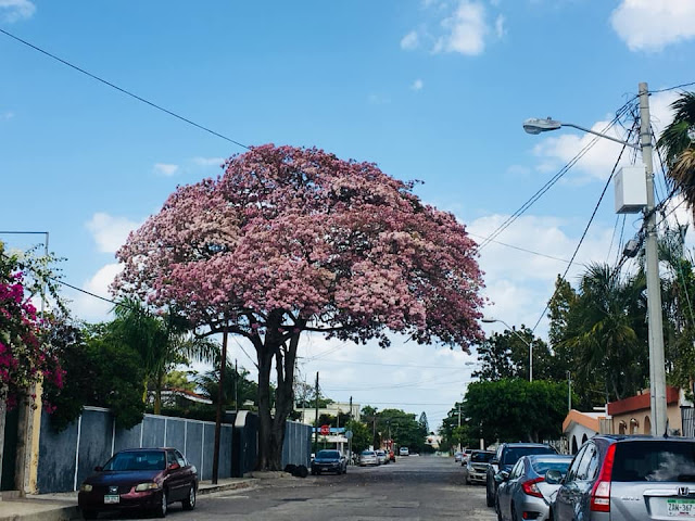Maculis Rosa en Mérida, sensación en redes sociales