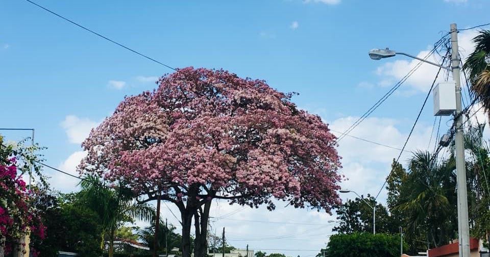 Maculis Rosa en Mérida, sensación en redes sociales - Actual Yucatán
