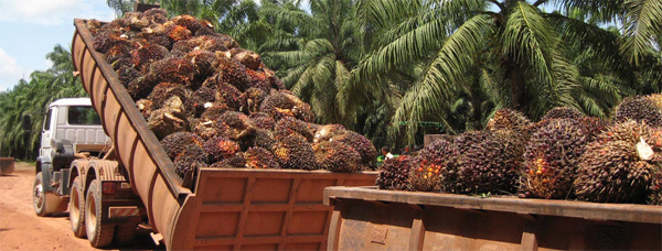 Kembara Insan / Engineer's Blog: Operasi Kilang Sawit / Palm Oil Mill ...