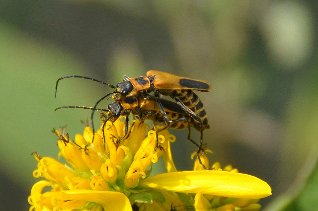 The Love Bugs | The Ark In Space
