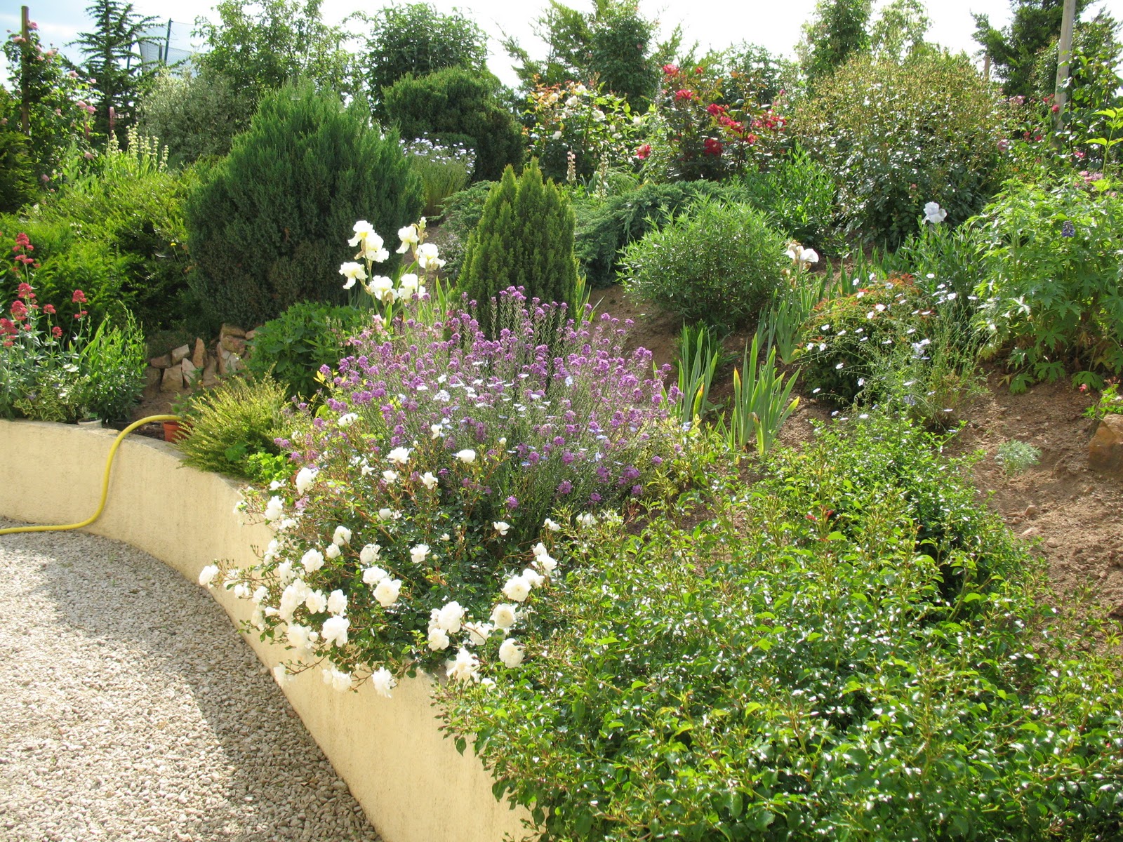 Roses du jardin Chêneland: La rocaille du jardin