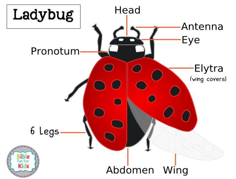 God Makes the Insects: Ladybugs | Bible Fun For Kids
