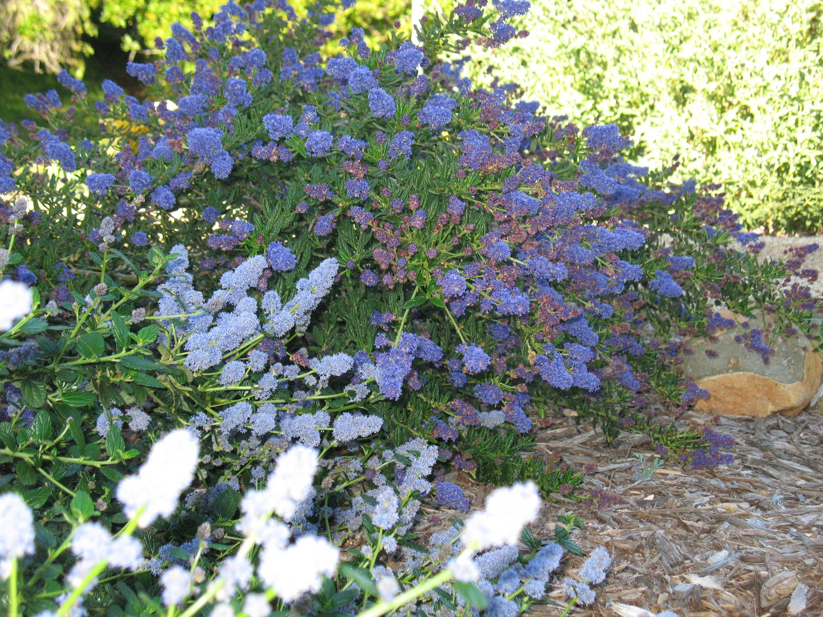 California Native Plants...San Diego Style!!: Ceanothus photos: any ...