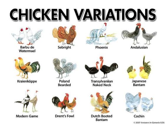 Breeds Of Fowl