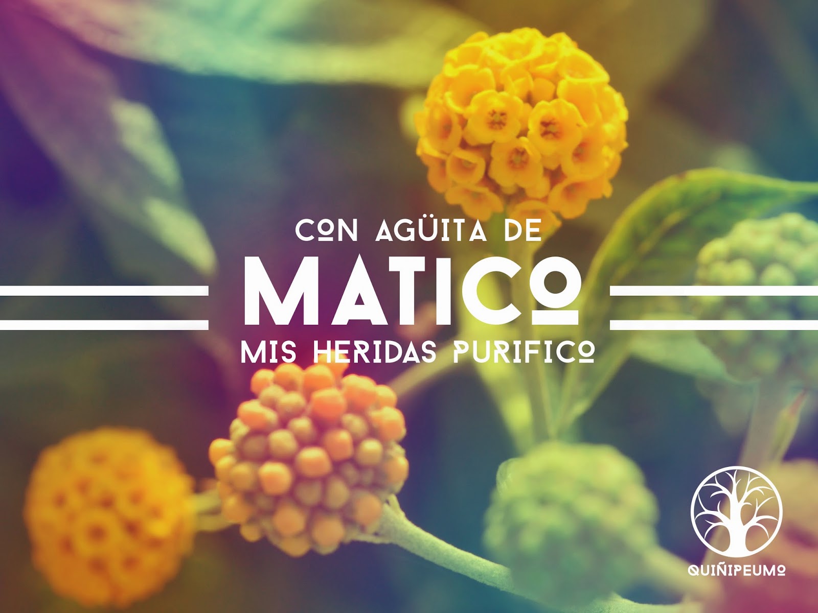 Quiñipeumo, Fruto de mi tierra: Matico