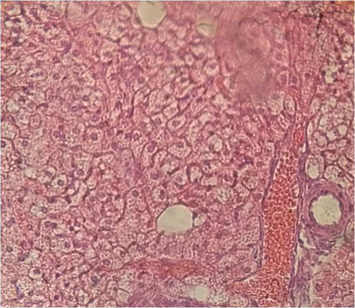 Histologia do Tecido Adiposo