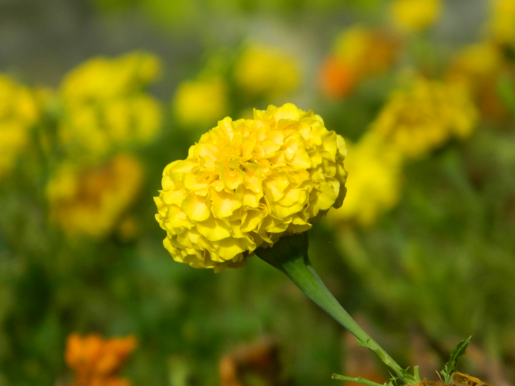 Terbaru 39+ Bunga Taik Ayam