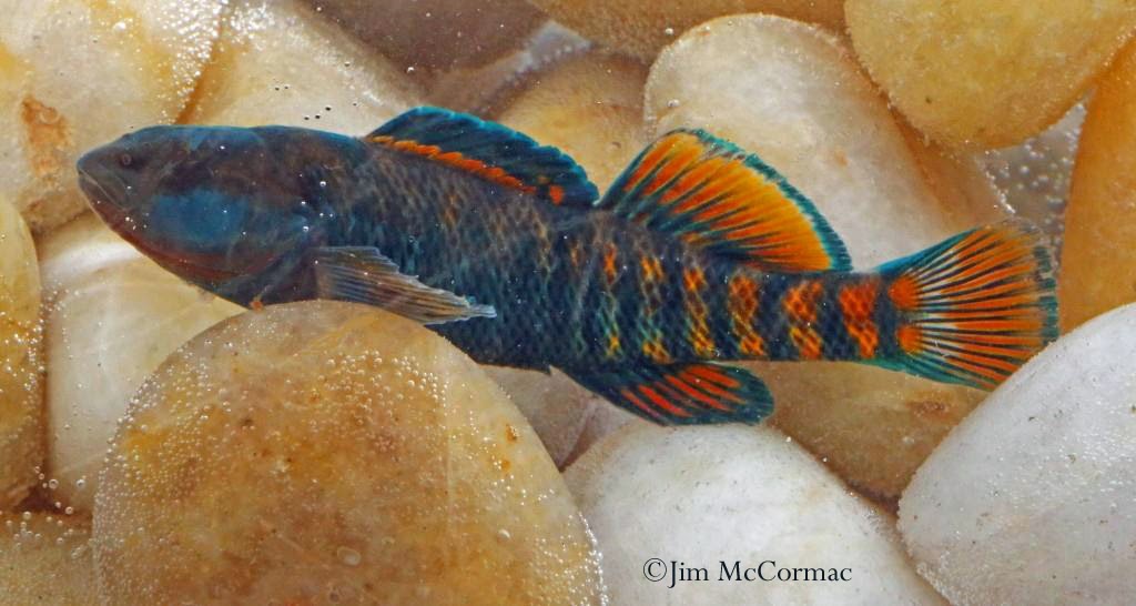 Ohio Birds and Biodiversity: A fine kettle of fish, Pt. II