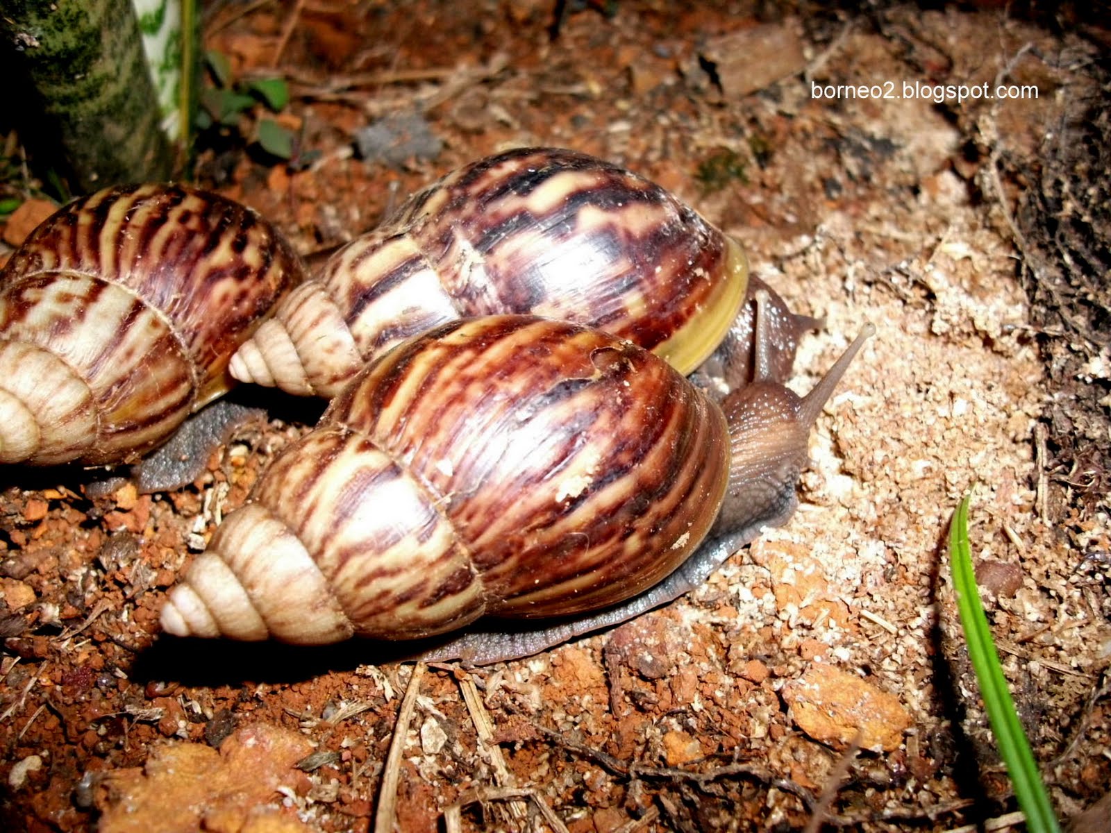 Borneo Island, Awaken To A Different World: Snails