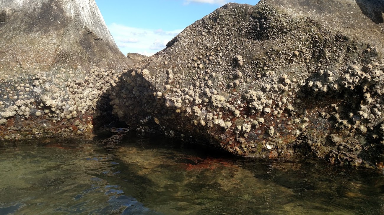 Florida: Tide Pools at Sebastian Inlet ~ Well Worn Suitcase