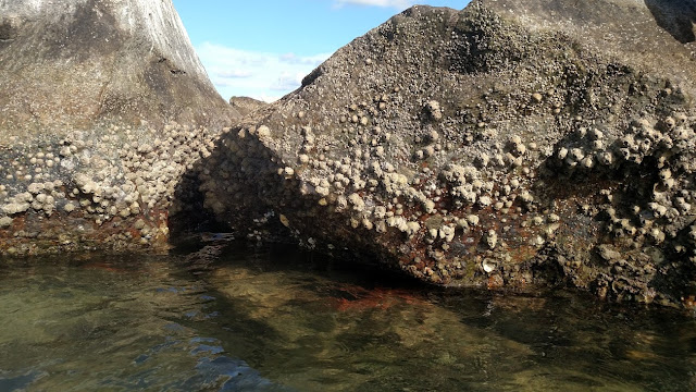 Florida: Tide Pools at Sebastian Inlet ~ Well Worn Suitcase