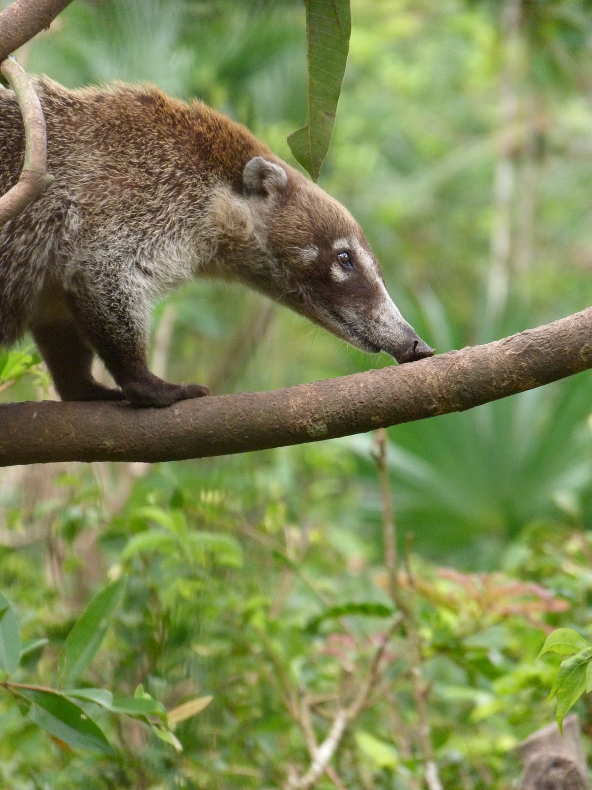 Belize - December 2011: Mennonites, Belize Zoo, and Cheers