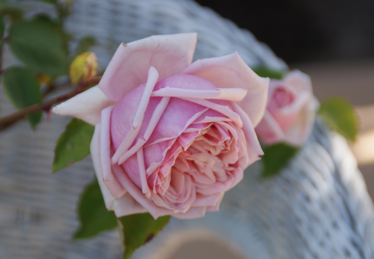 Organic Garden Dreams: June Roses