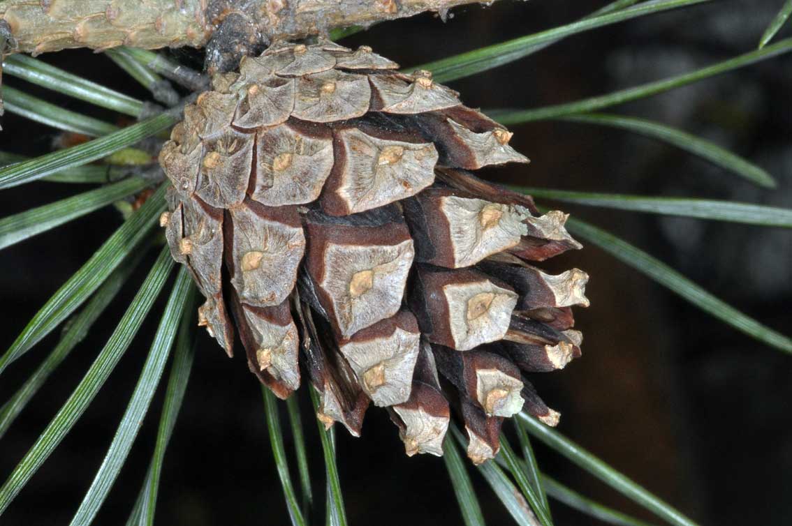 Öröklődő tévhit, hogy...: a fenyő termése a toboz
