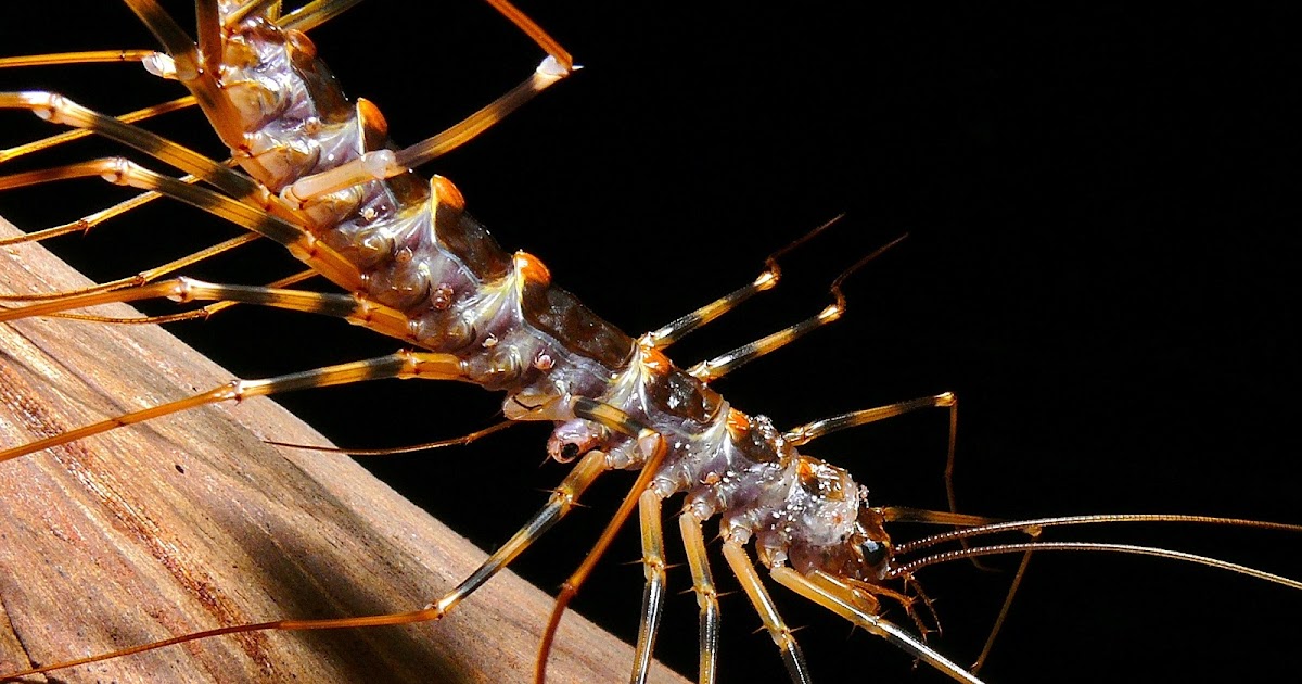 Real Monstrosities: Thereuopoda