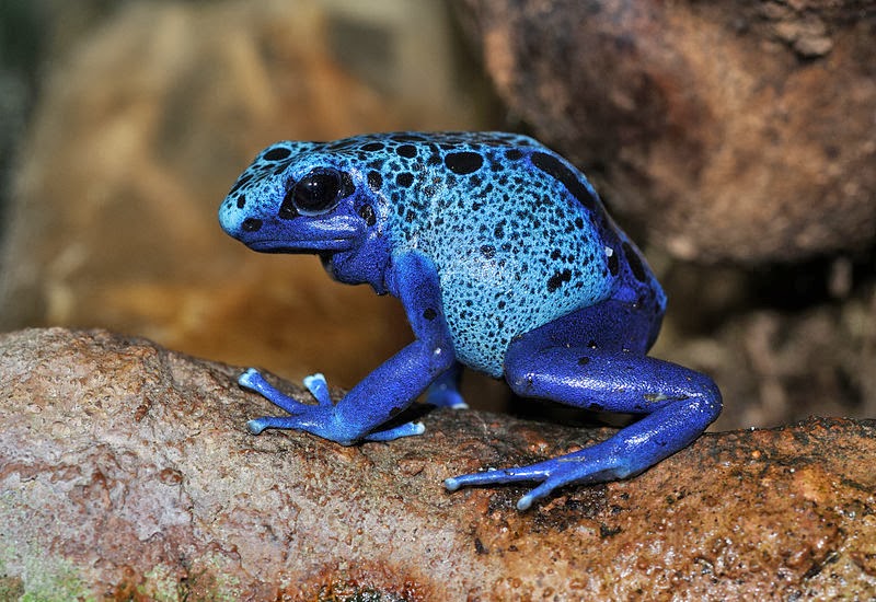 푸른 독화살 개구리 (Dendrobates azureus)