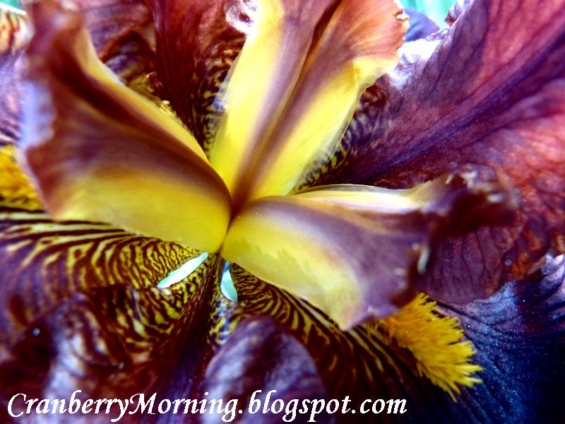 Cranberry Morning: Irises in my Backyard