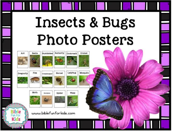 God Makes the Insects | Bible Fun For Kids