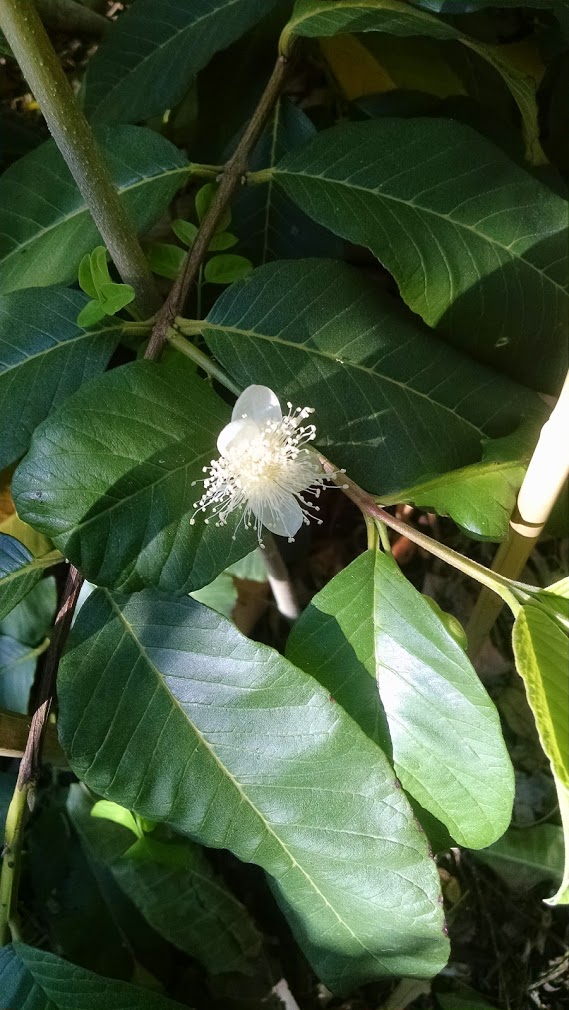 Desert Valley Orchard: South African Guava
