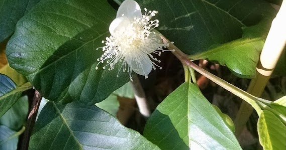 Desert Valley Orchard: South African Guava