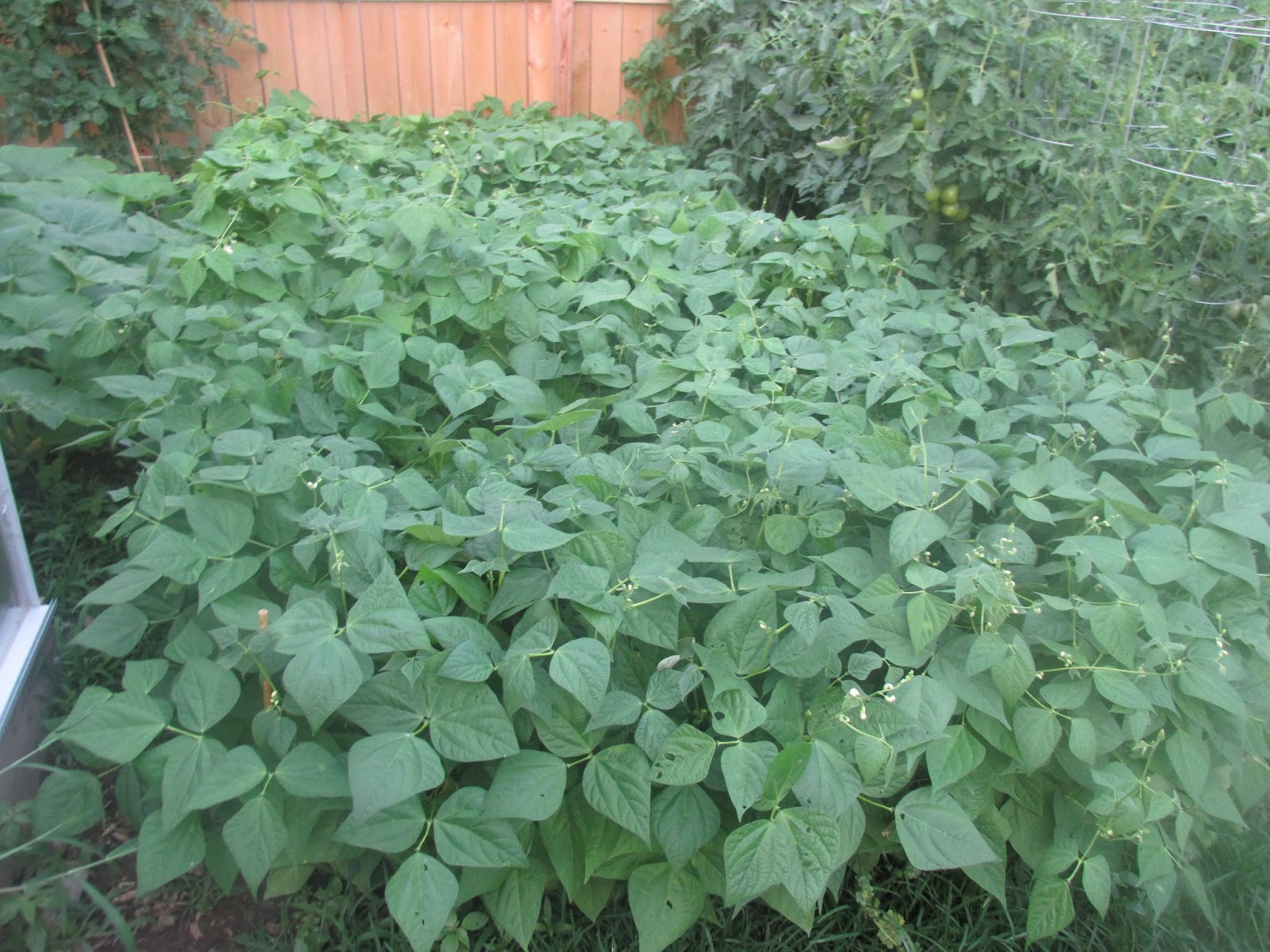 Kentucky Fried Garden: A Tour of the Vegetable Garden in June